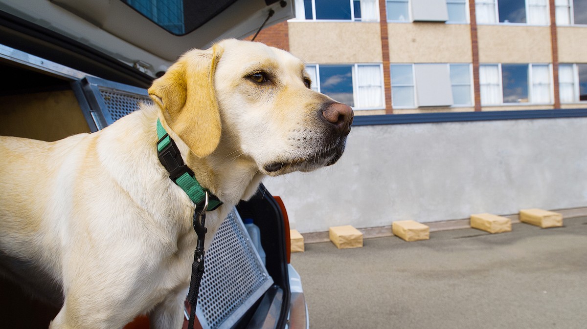 The US Stops Sending Sniffer Dogs To Jordan And Egypt Here Is Why
